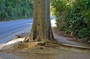 Tree Pits: All you need to know | GCL Products Blogs